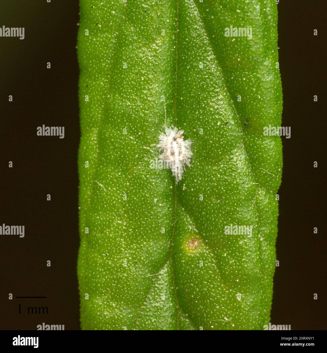 Plant-parasitic Hemipterans (Sternorrhyncha) Insecta Stock Photo - Alamy