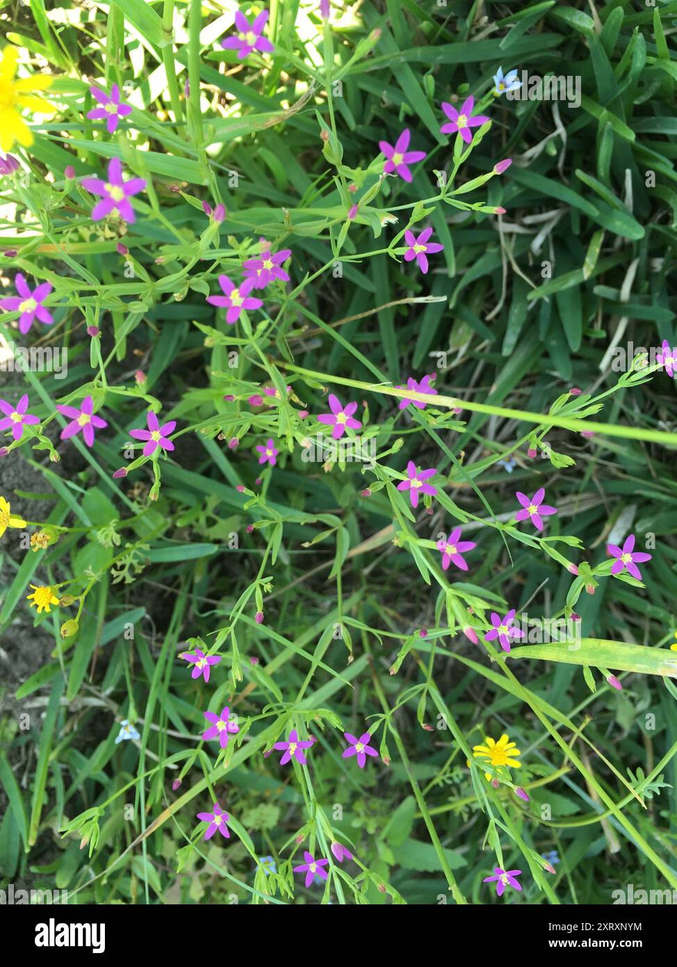 Lesser Centaury (Centaurium pulchellum) Plantae Stock Photo - Alamy