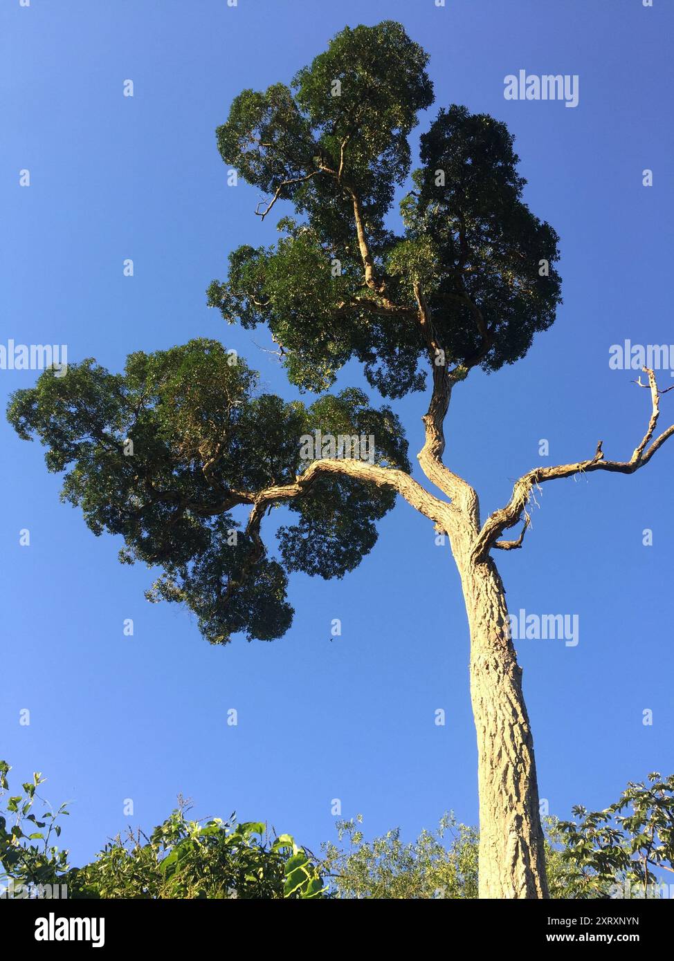 Aspidosperma polyneuron hi-res stock photography and images - Alamy
