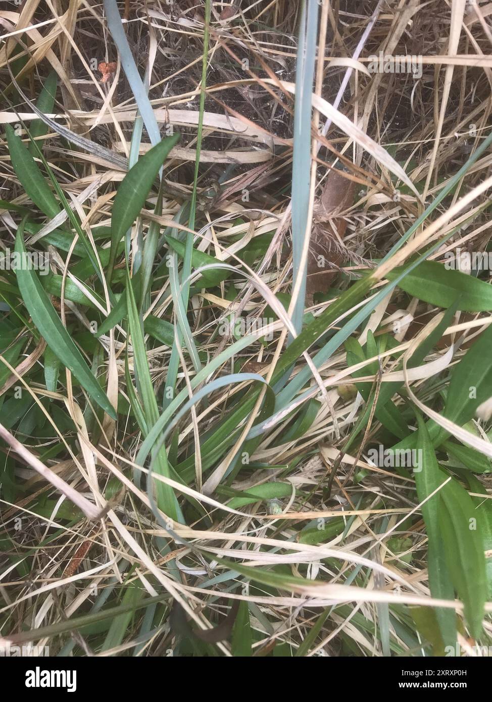 Toothache grass (Ctenium aromaticum) Plantae Stock Photo - Alamy