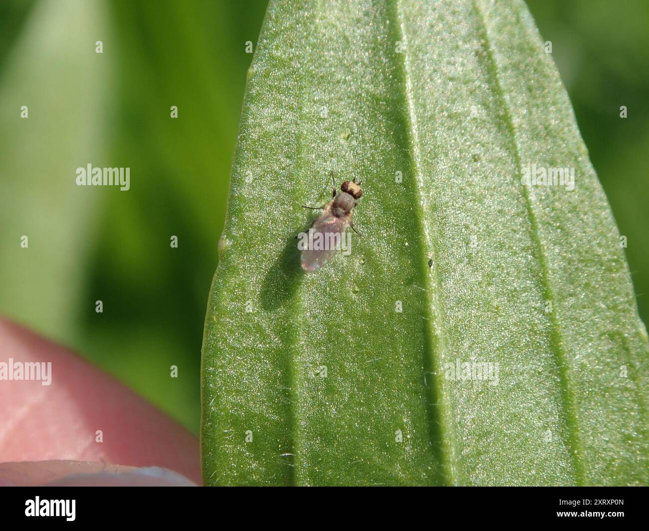 Leaf-miner Flies (Agromyzidae) Insecta Stock Photo - Alamy