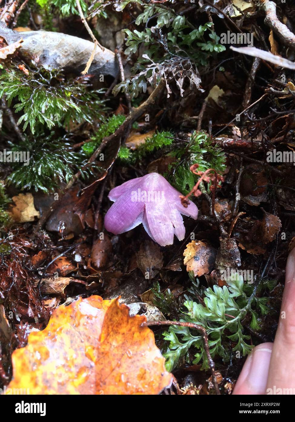 mauve splitting waxcap (Porpolomopsis lewelliniae) Fungi Stock Photo ...