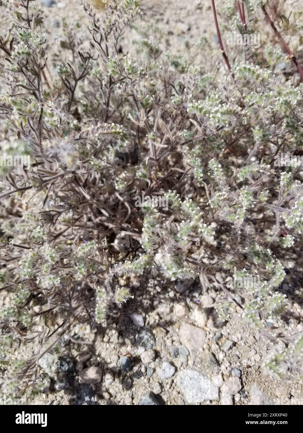 Clearwater cryptantha (Cryptantha intermedia) Plantae Stock Photo - Alamy