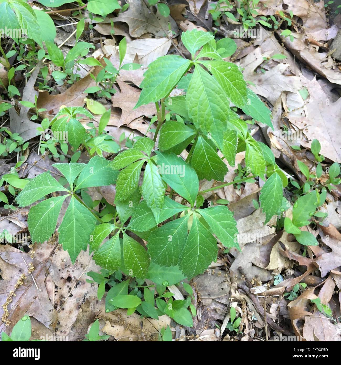 Virginia creeper (Parthenocissus quinquefolia) Plantae Stock Photo - Alamy