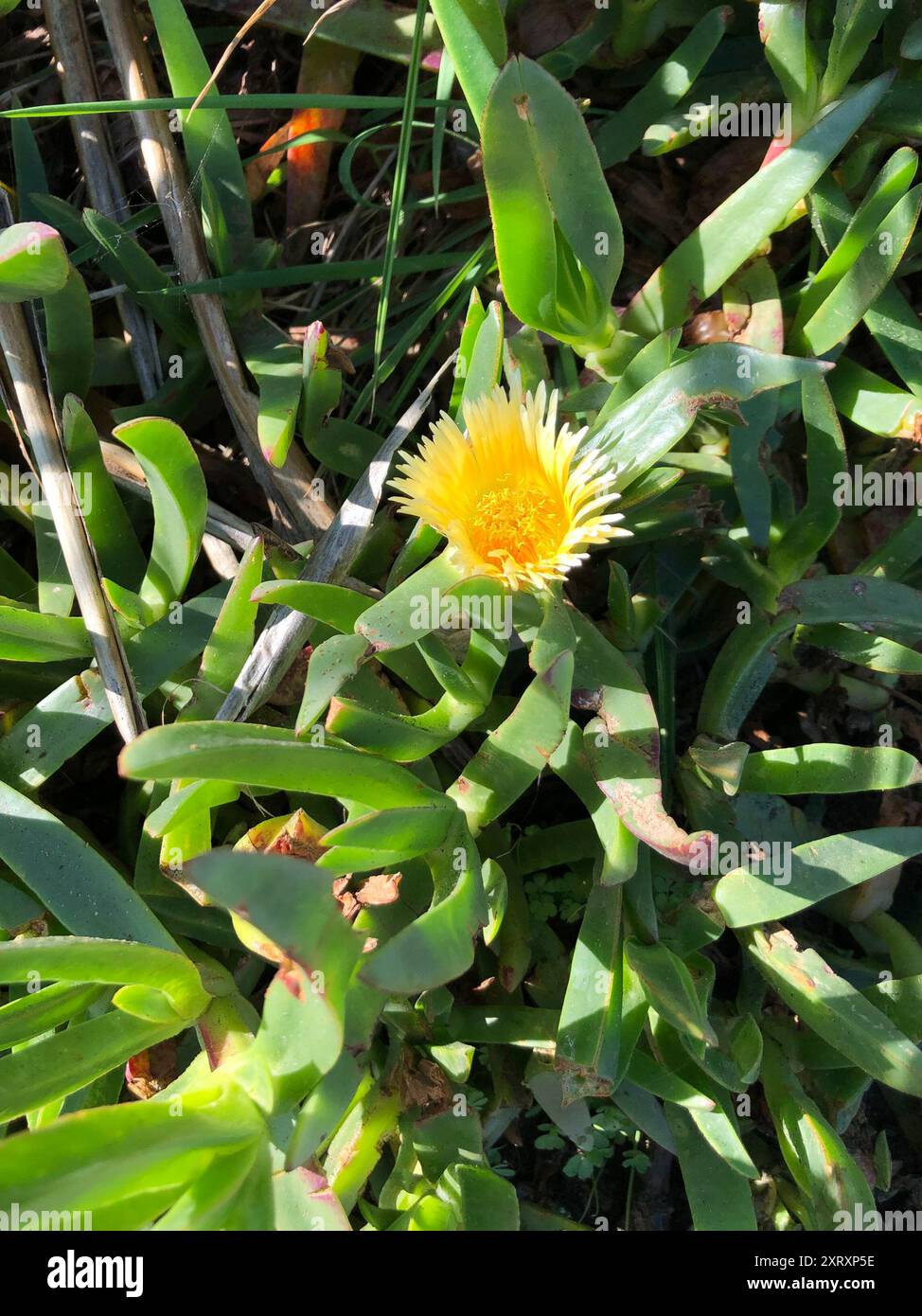sea fig (Carpobrotus edulis) Plantae Stock Photo - Alamy
