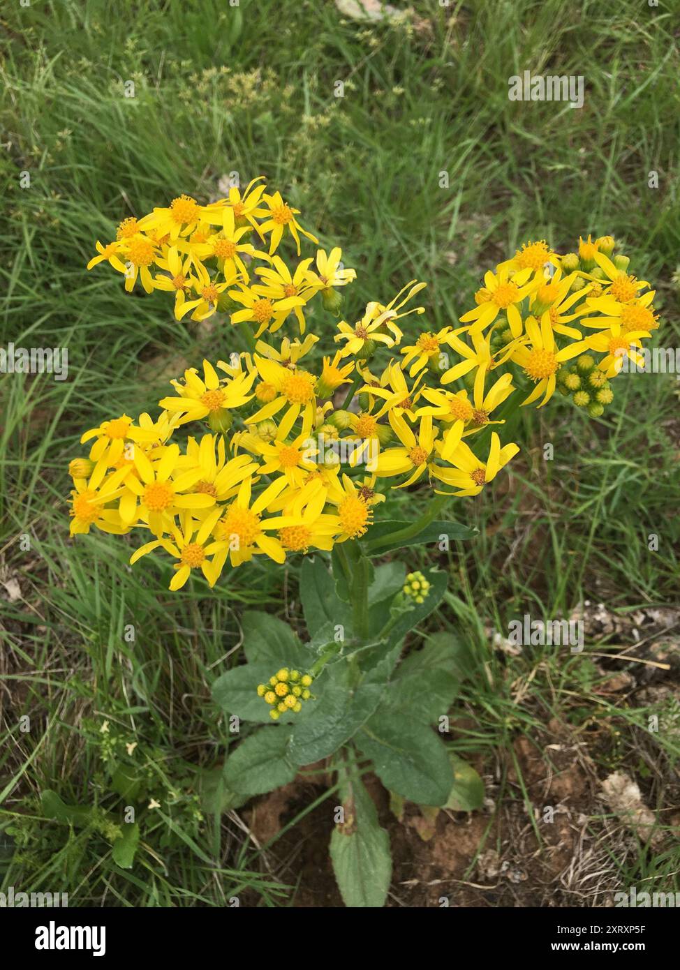 Texas ragwort (Senecio ampullaceus) Plantae Stock Photo - Alamy