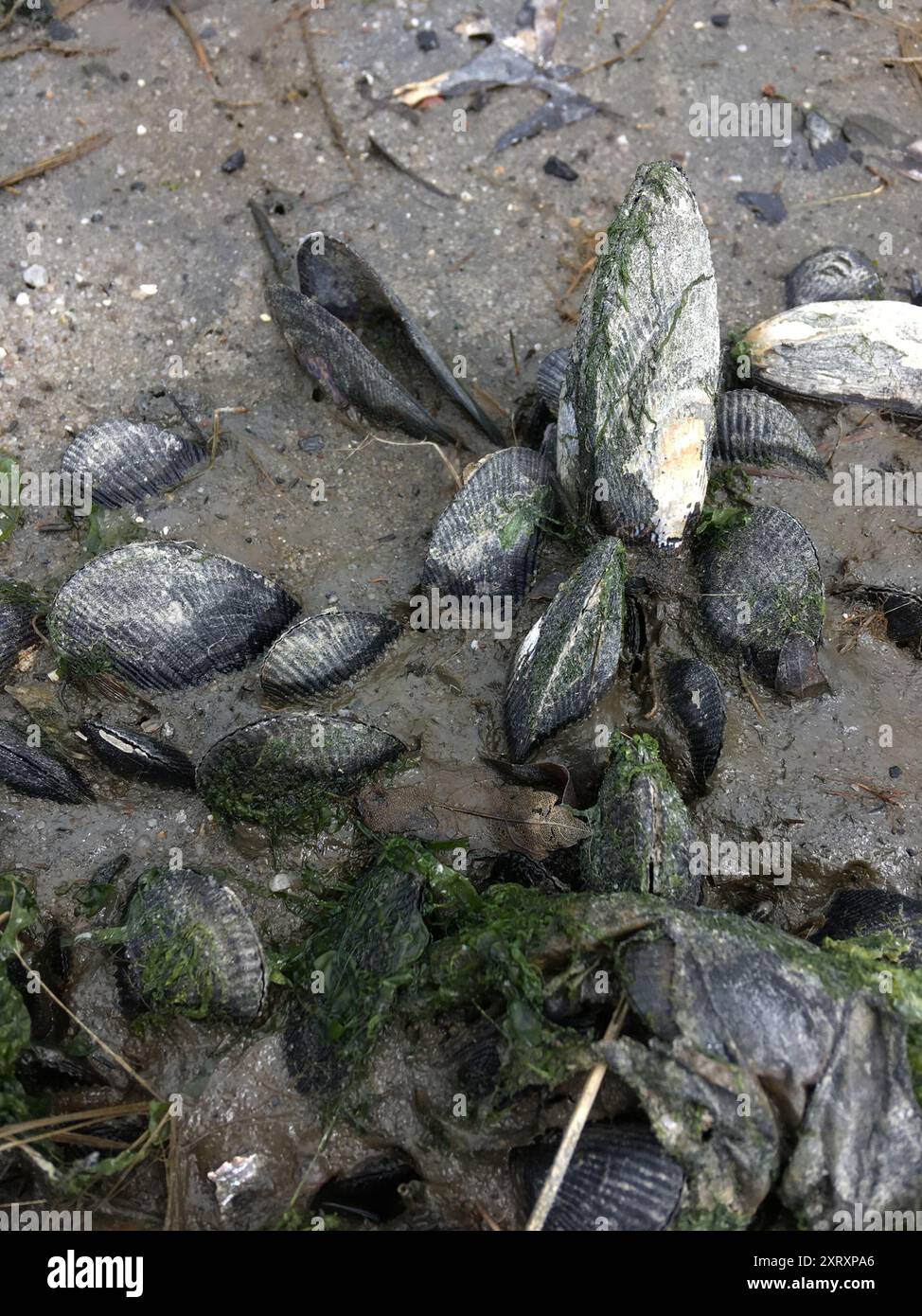 Atlantic Ribbed Mussel (Geukensia demissa) Mollusca Stock Photo - Alamy