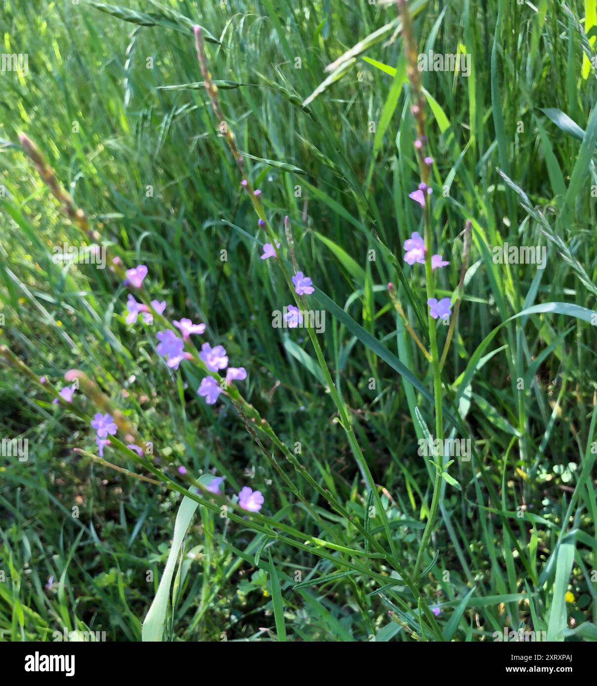 Verbena halei texas vervain hi-res stock photography and images - Alamy
