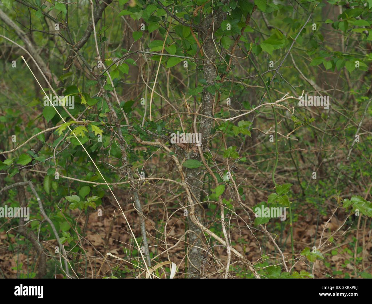 vascular plants (Tracheophyta) Plantae Stock Photo - Alamy