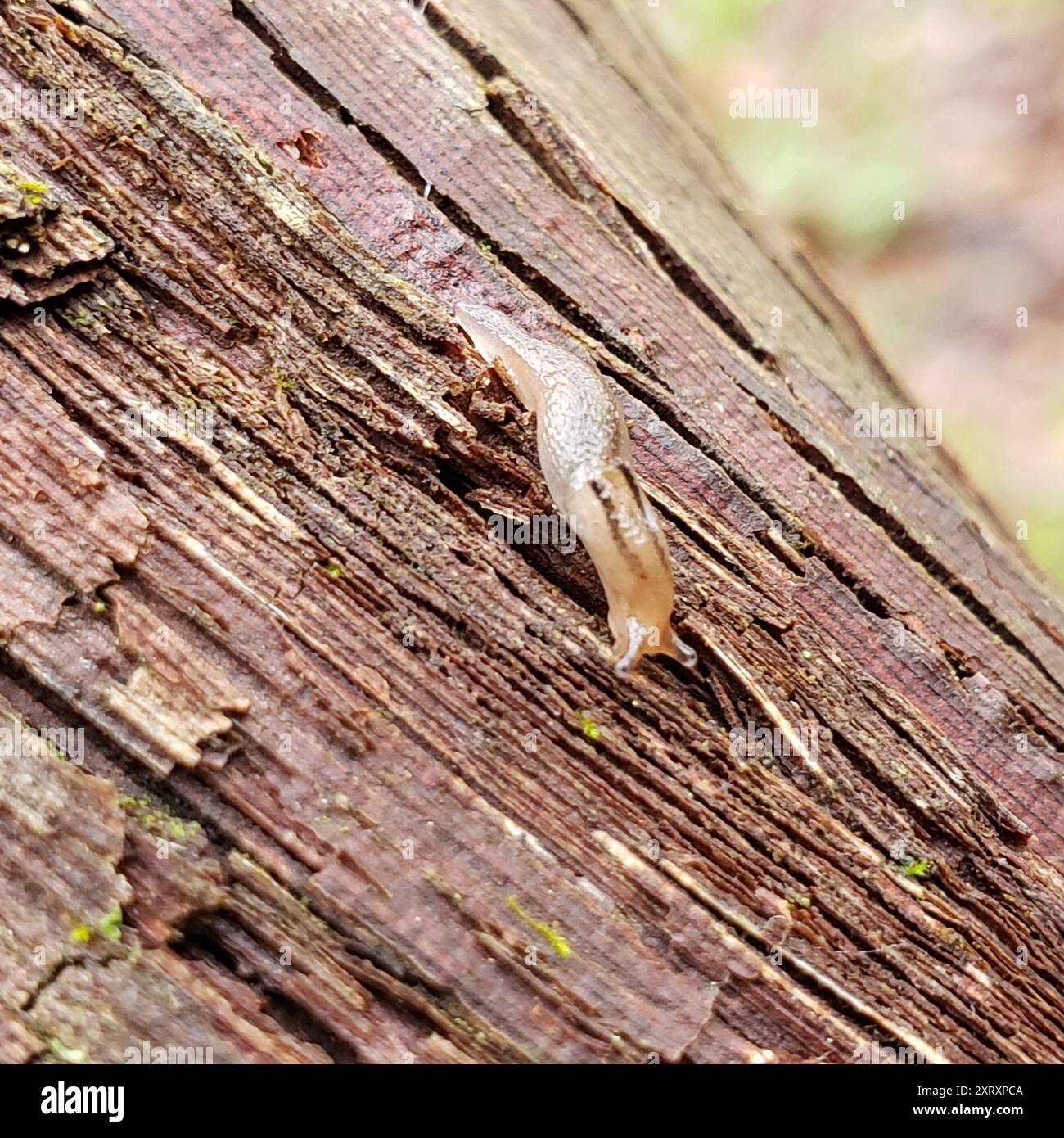 Threeband Slugs (Ambigolimax) Mollusca Stock Photo - Alamy