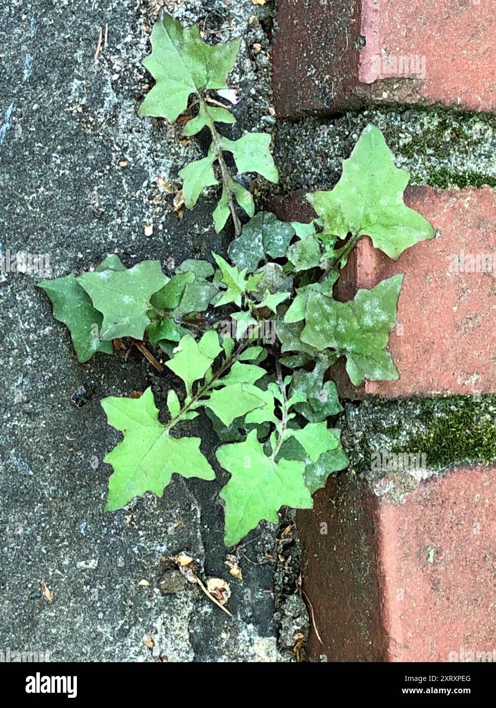 Wall Lettuce (Mycelis muralis) Plantae Stock Photo - Alamy