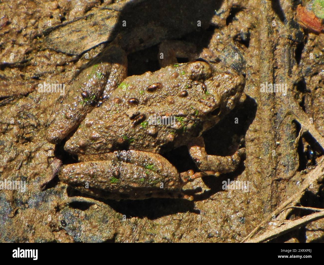 Northern Cricket Frog (Acris crepitans) Amphibia Stock Photo - Alamy