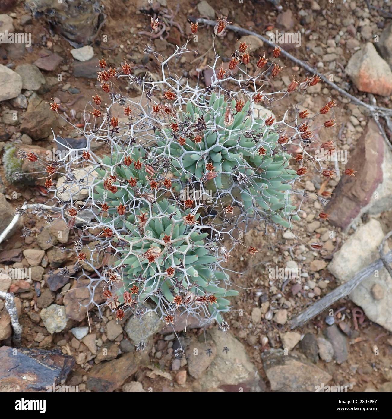 Common Oukoe Butterbush (Tylecodon reticulatus reticulatus) Plantae ...