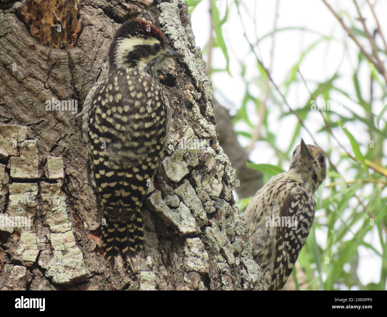 Checkered woodpecker hi-res stock photography and images - Alamy