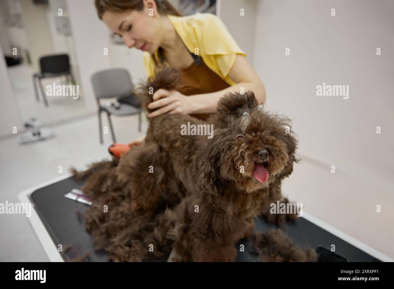 Cute fluffy dog enjoying happy grooming experience at pet salon Stock ...