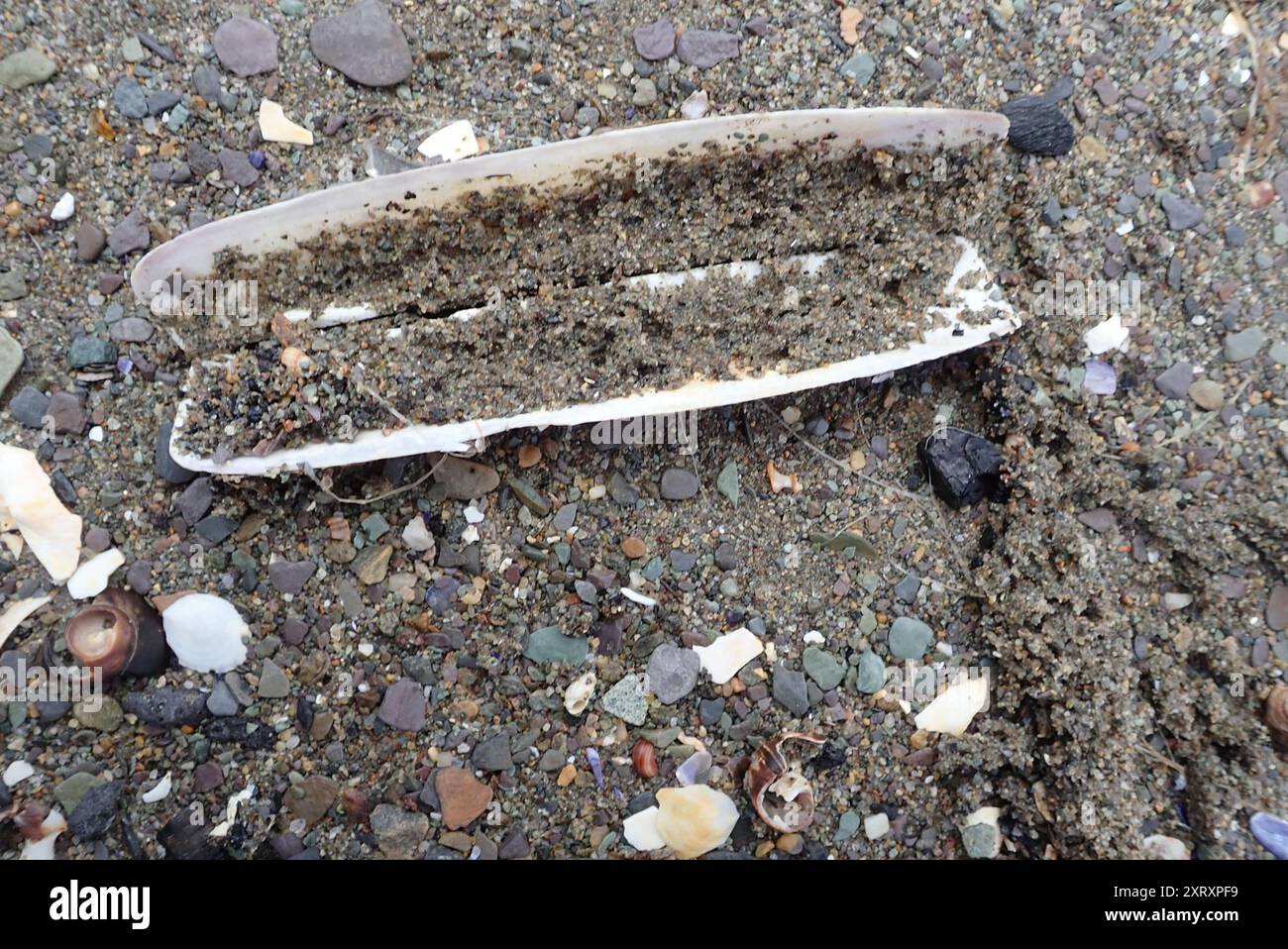 Atlantic Jackknife (Ensis leei) Mollusca Stock Photo - Alamy