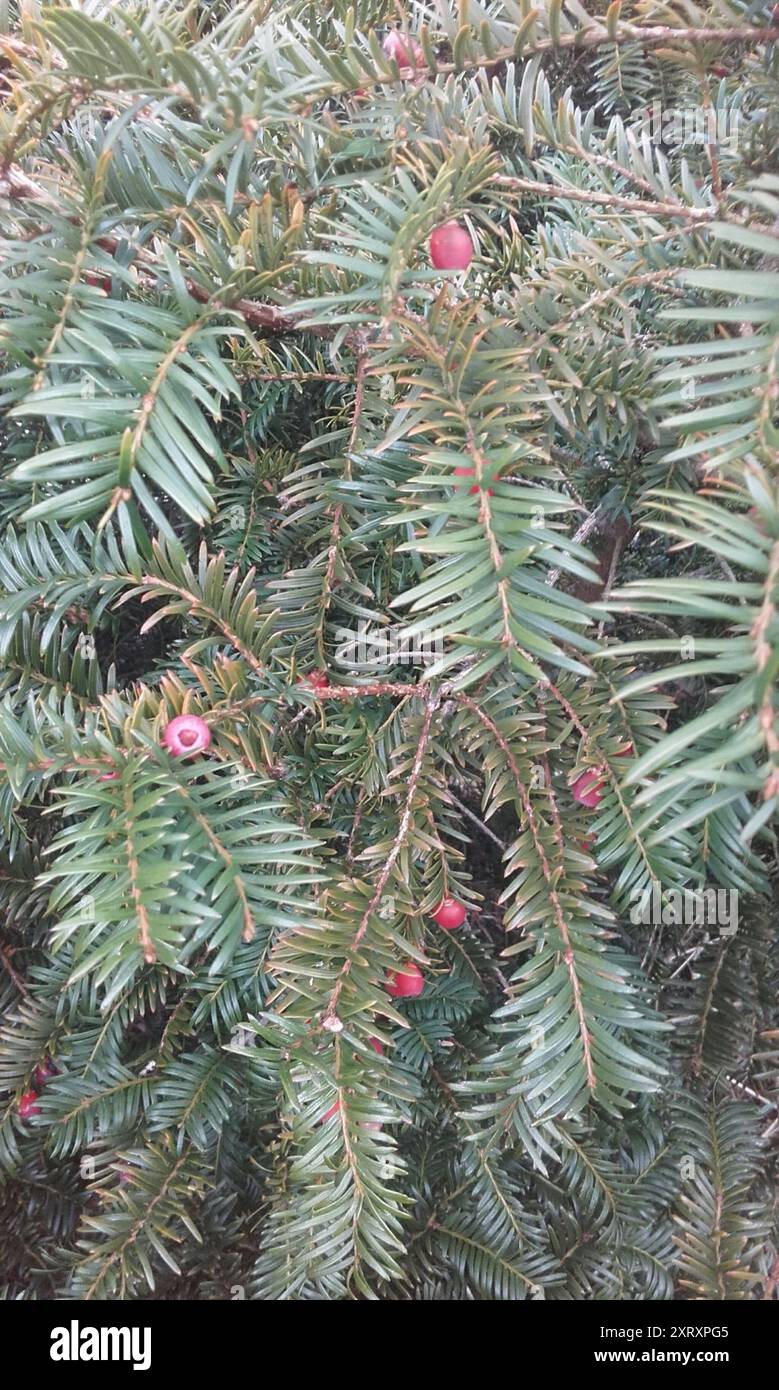 common yew (Taxus baccata) Plantae Stock Photo - Alamy