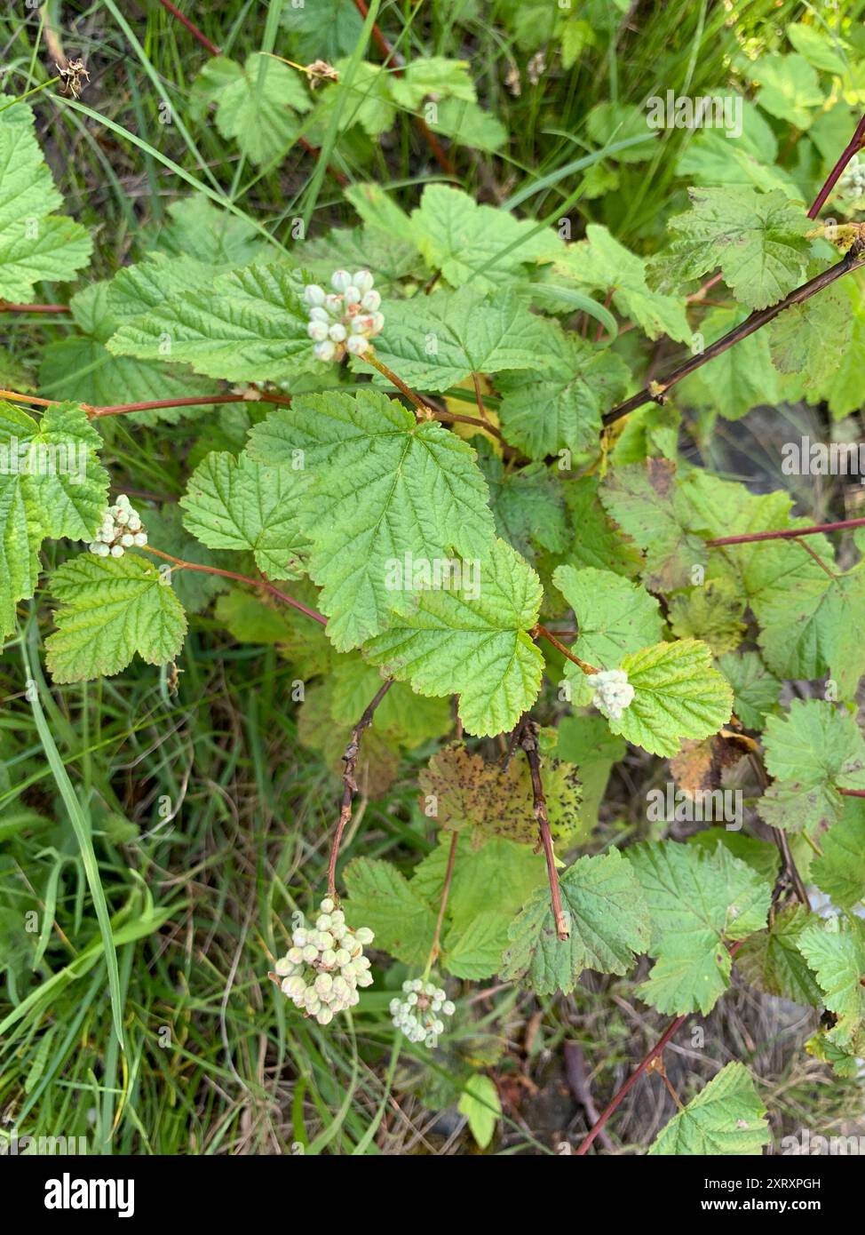 Pacific ninebark (Physocarpus capitatus) Plantae Stock Photo - Alamy
