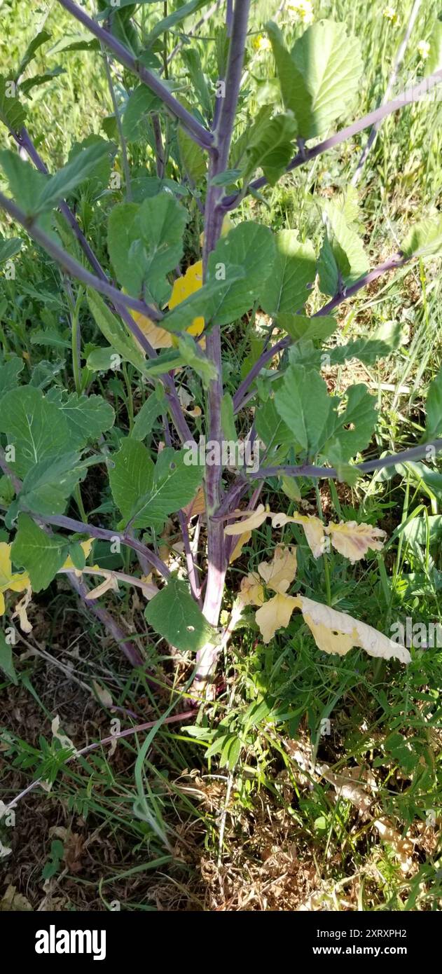 annual bastard cabbage (Rapistrum rugosum) Plantae Stock Photo - Alamy