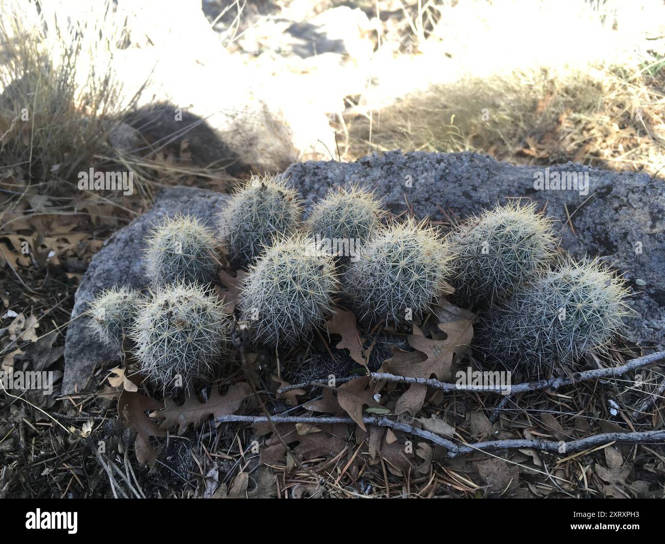 Organ Mountains Foxtail Cactus (Escobaria organensis) Plantae Stock ...