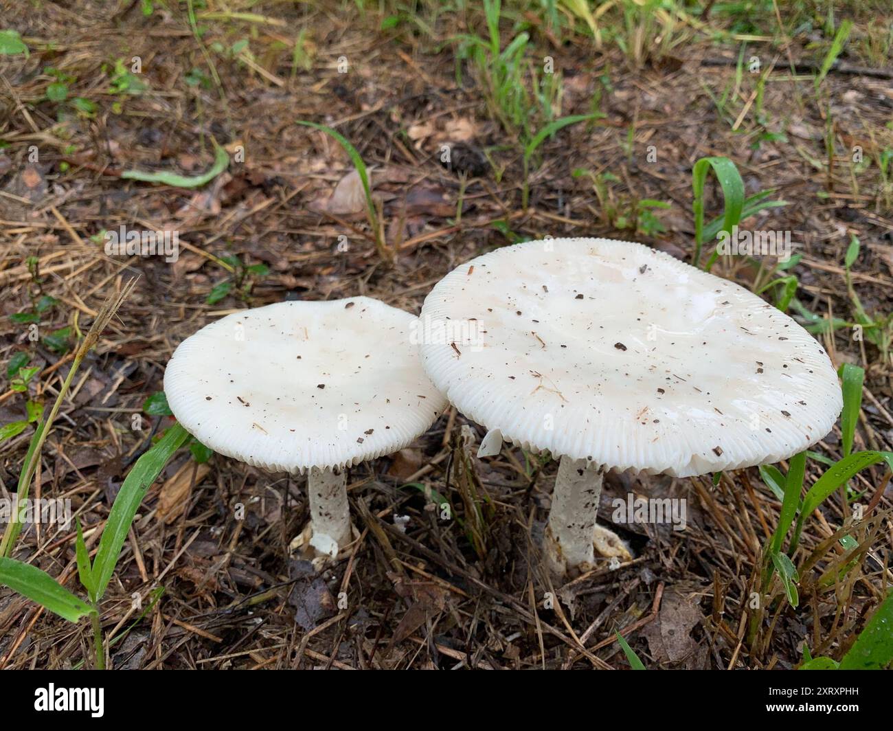 Great White Slender Caesar (Amanita egregia) Fungi Stock Photo - Alamy