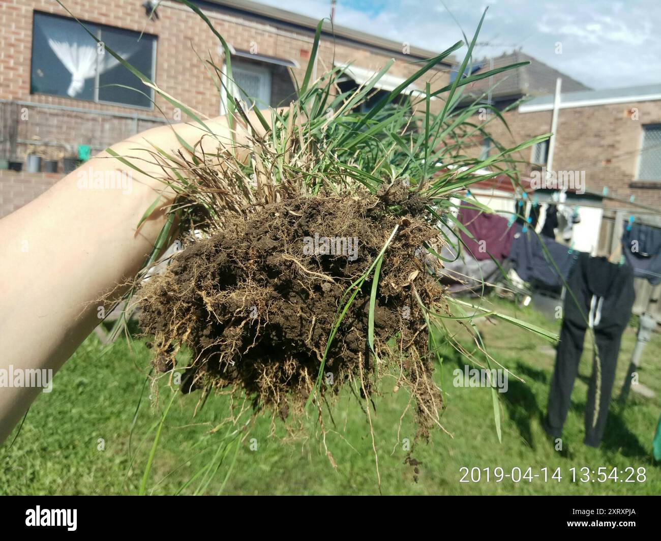 Sporobolus indicus hi-res stock photography and images - Alamy