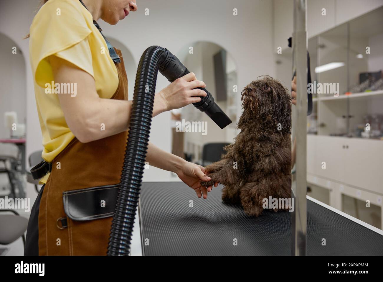 Professional female groomer drying fluffy purebred dog fur after ...