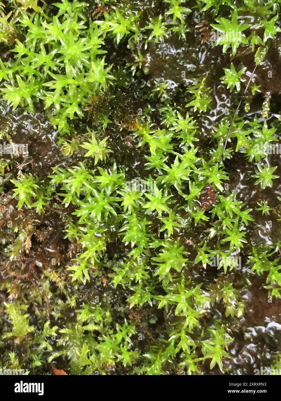 transparent fork-moss (Dichodontium pellucidum) Plantae Stock Photo - Alamy