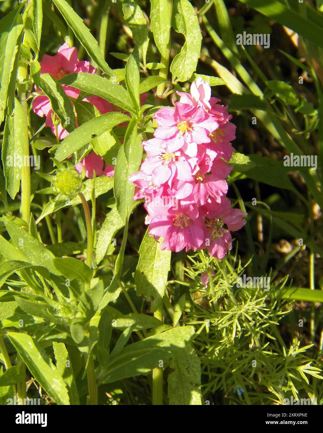 buttercup family (Ranunculaceae) Plantae Stock Photo - Alamy