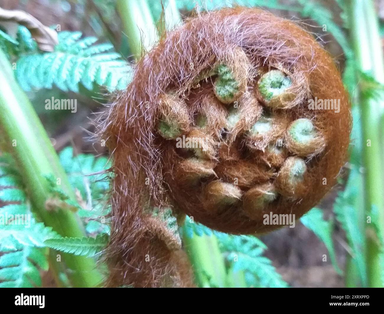 golden tree fern (Dicksonia fibrosa) Plantae Stock Photo - Alamy