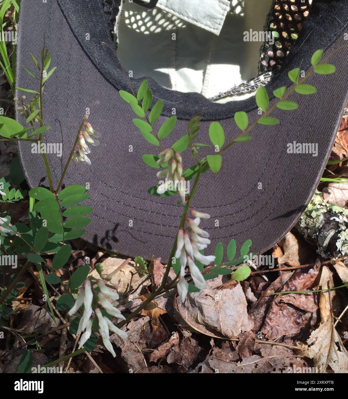 Carolina Vetch (Vicia caroliniana) Plantae Stock Photo - Alamy
