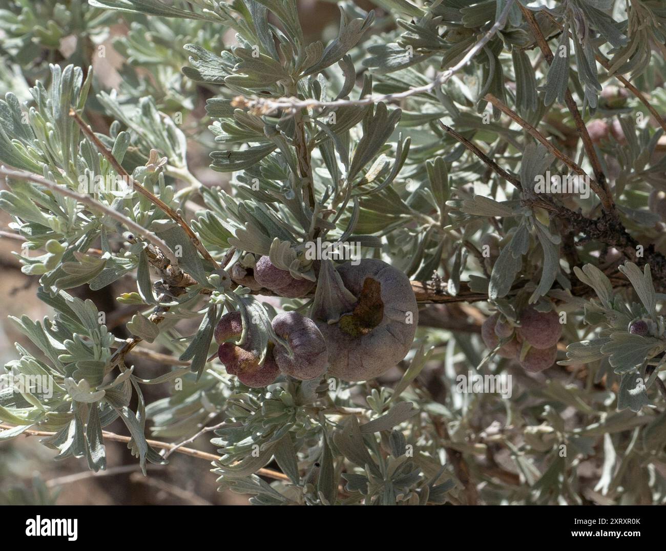 Sponge Gall Midge (Rhopalomyia pomum) Insecta Stock Photo - Alamy