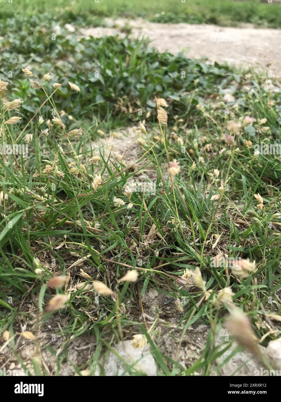 buffalograss (Bouteloua dactyloides) Plantae Stock Photo - Alamy