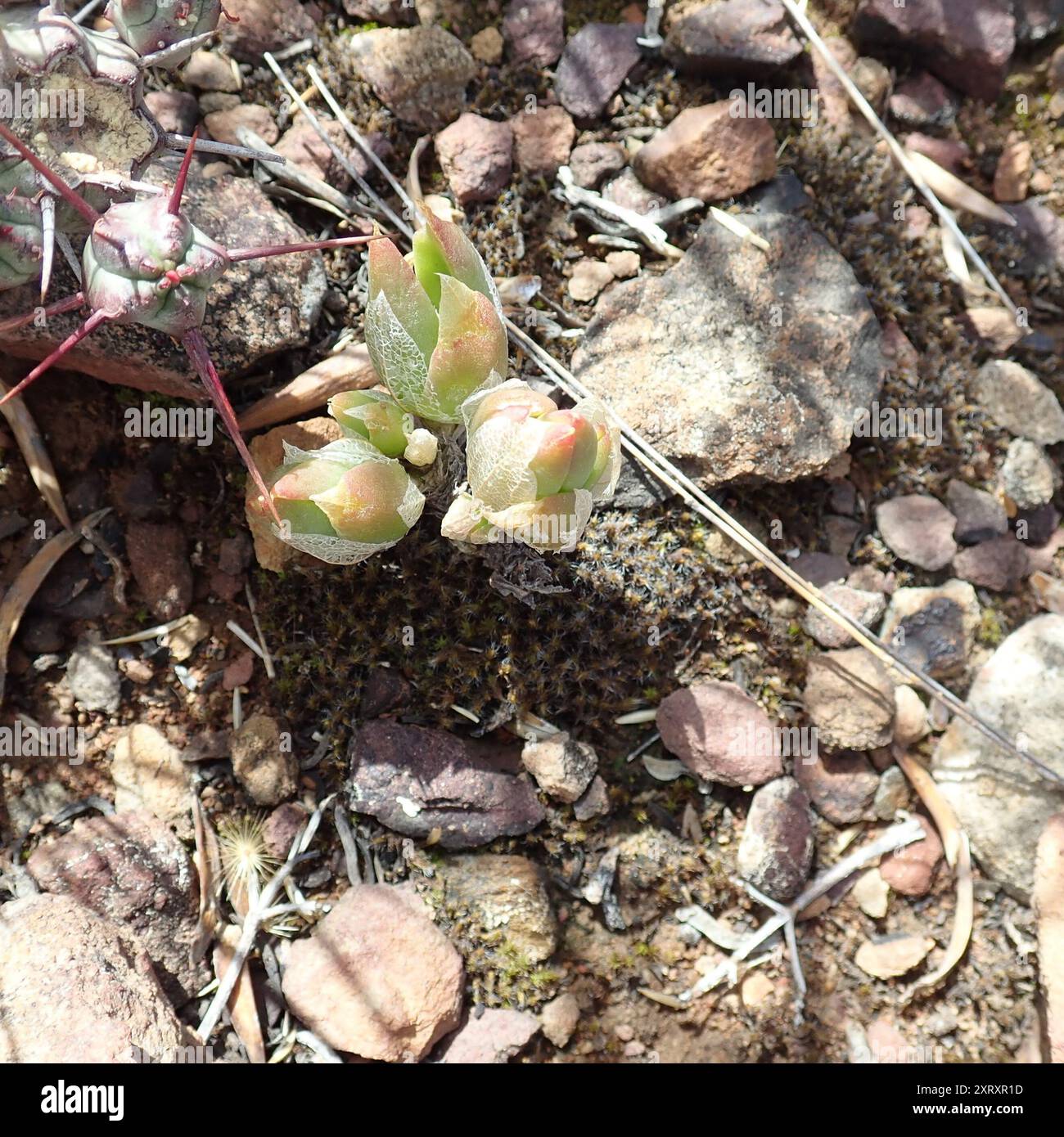 Mesembryanthemum tortuosum hi-res stock photography and images - Alamy