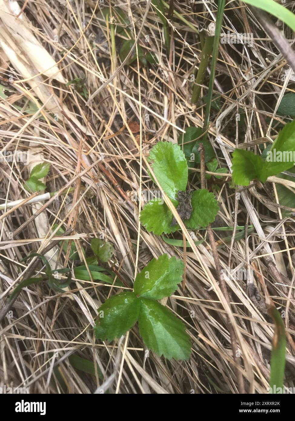Common Dewberry (Rubus flagellaris) Plantae Stock Photo - Alamy