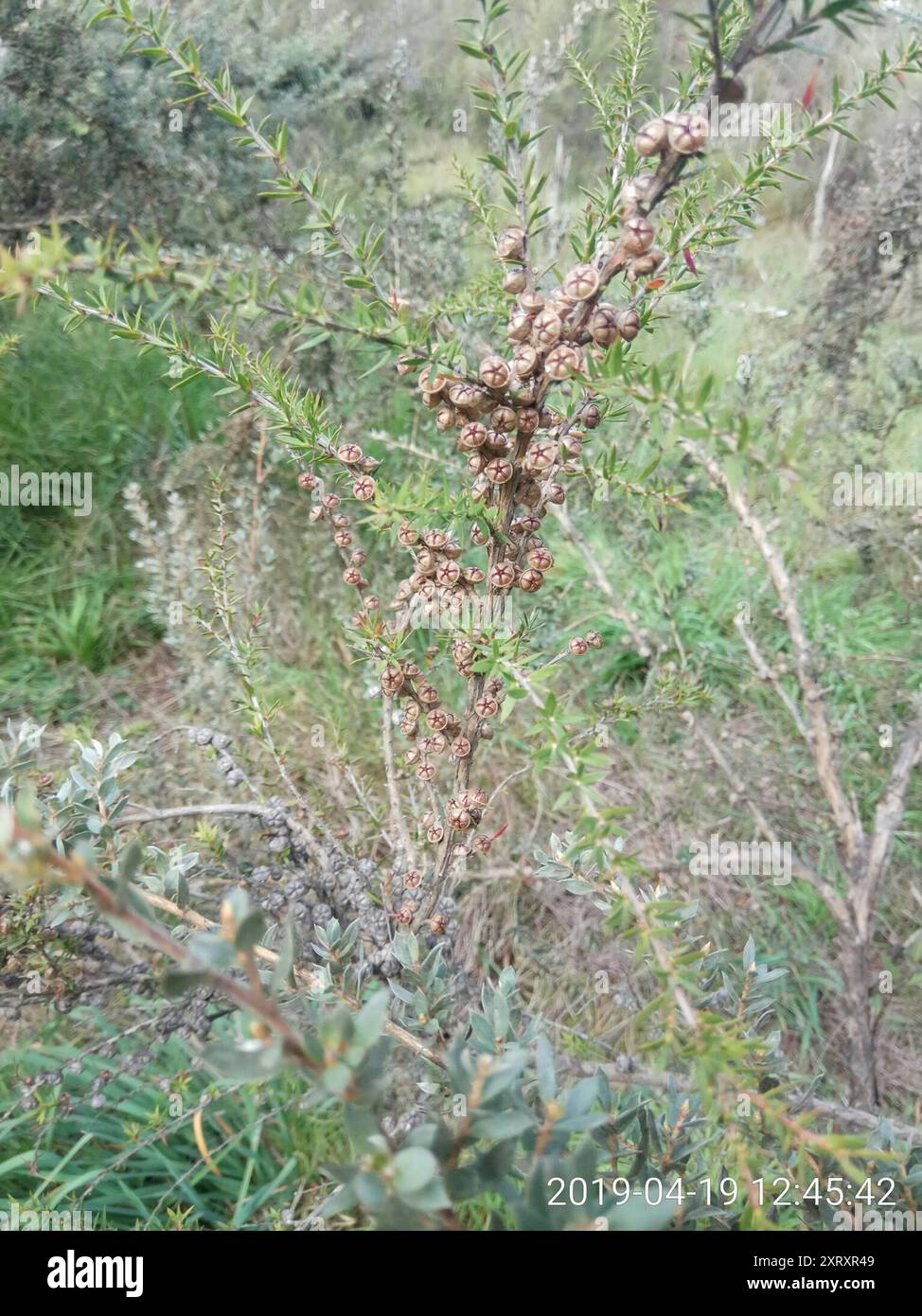 Tea Trees (Leptospermum) Plantae Stock Photo - Alamy