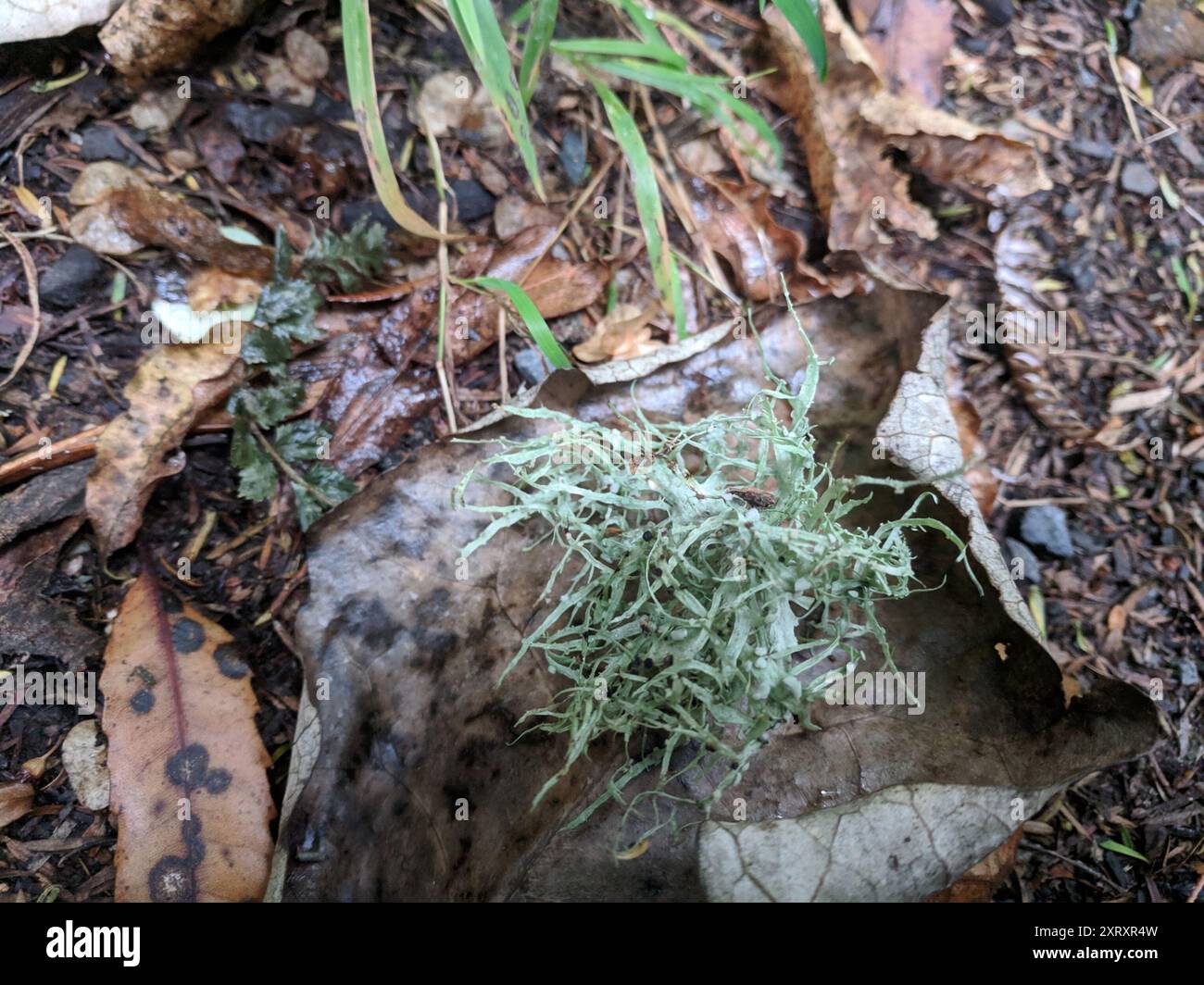 cartilage lichen (Ramalina celastri) Fungi Stock Photo - Alamy
