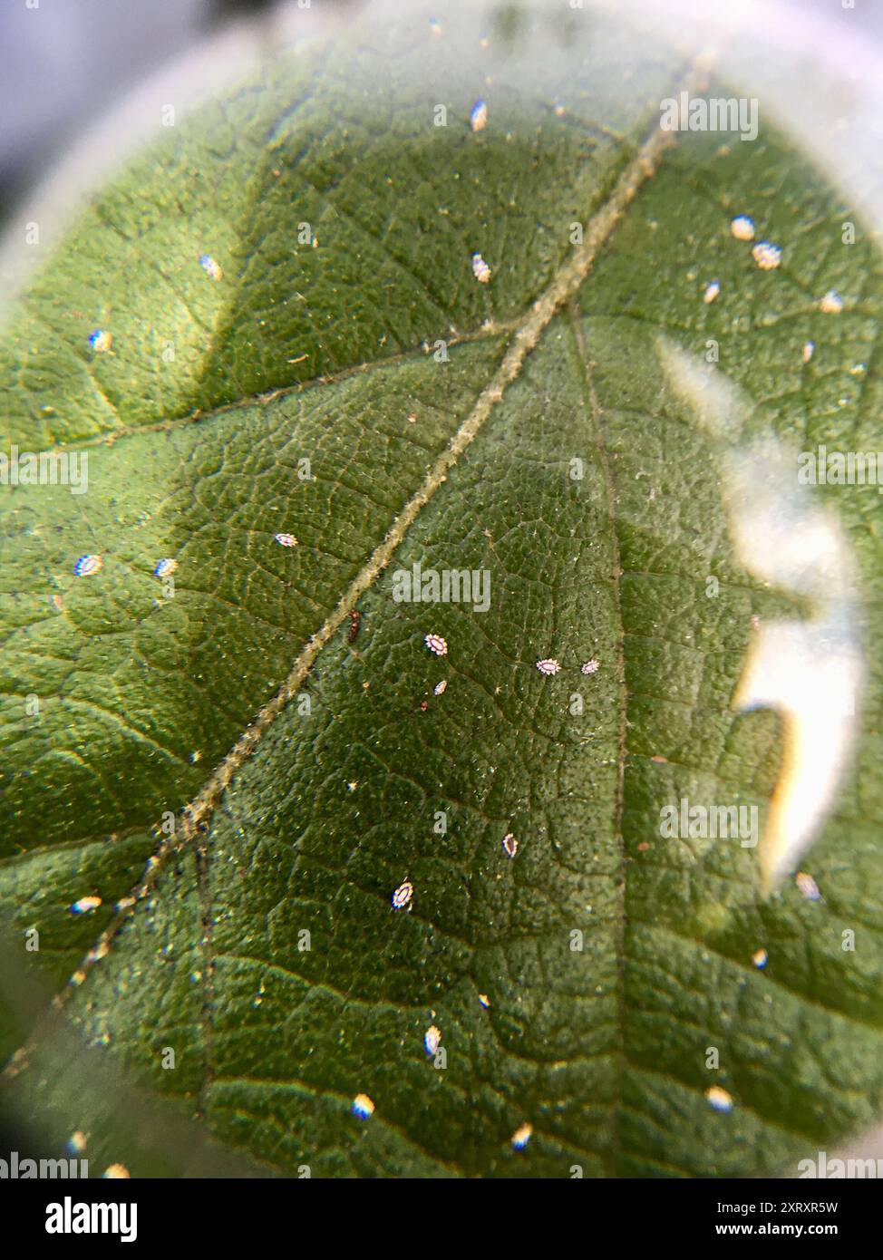 Florida Wax Scale (Ceroplastes floridensis) Insecta Stock Photo - Alamy