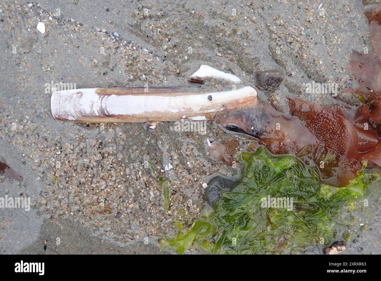 Atlantic Jackknife (Ensis leei) Mollusca Stock Photo - Alamy