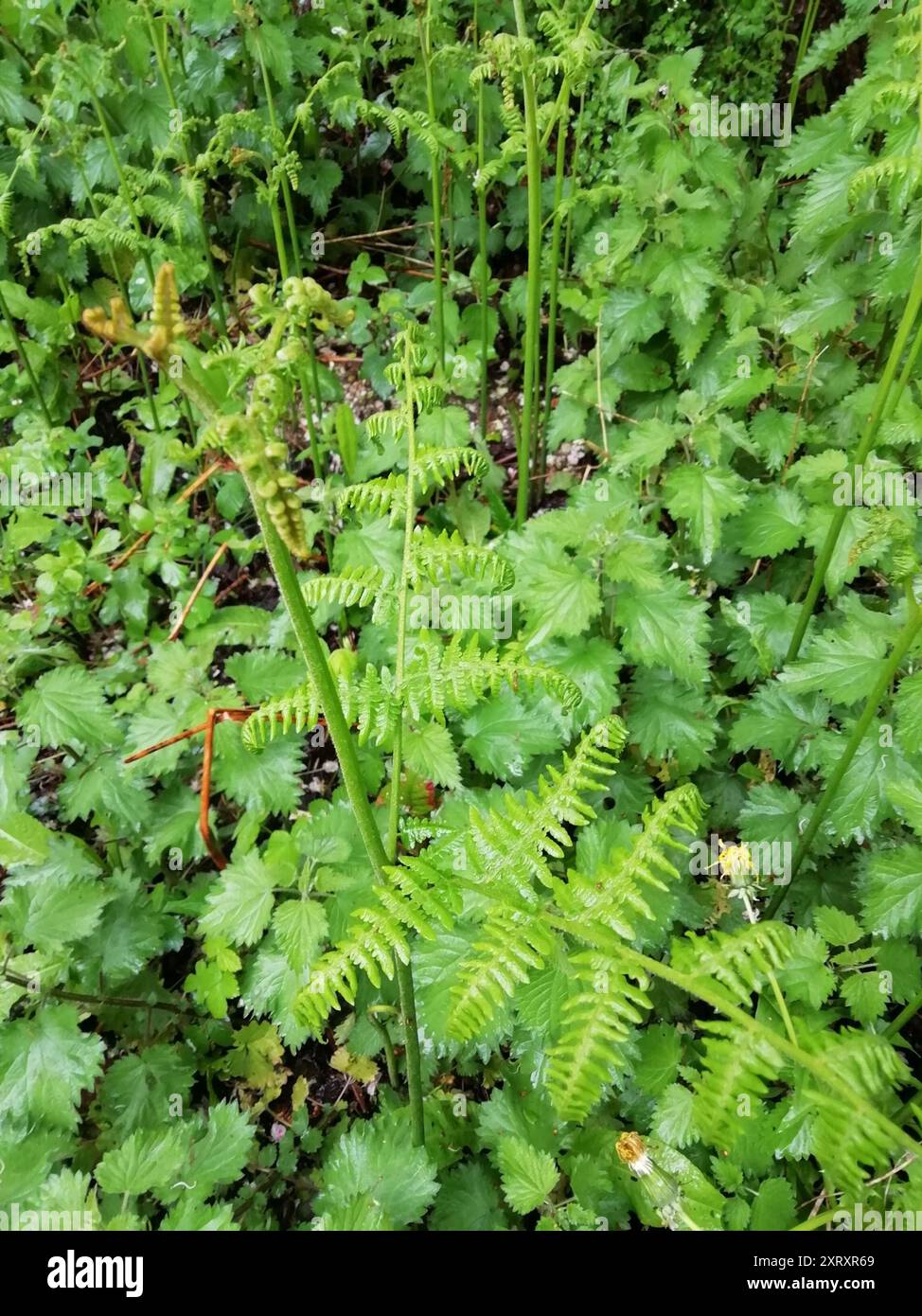 common bracken (Pteridium aquilinum) Plantae Stock Photo - Alamy