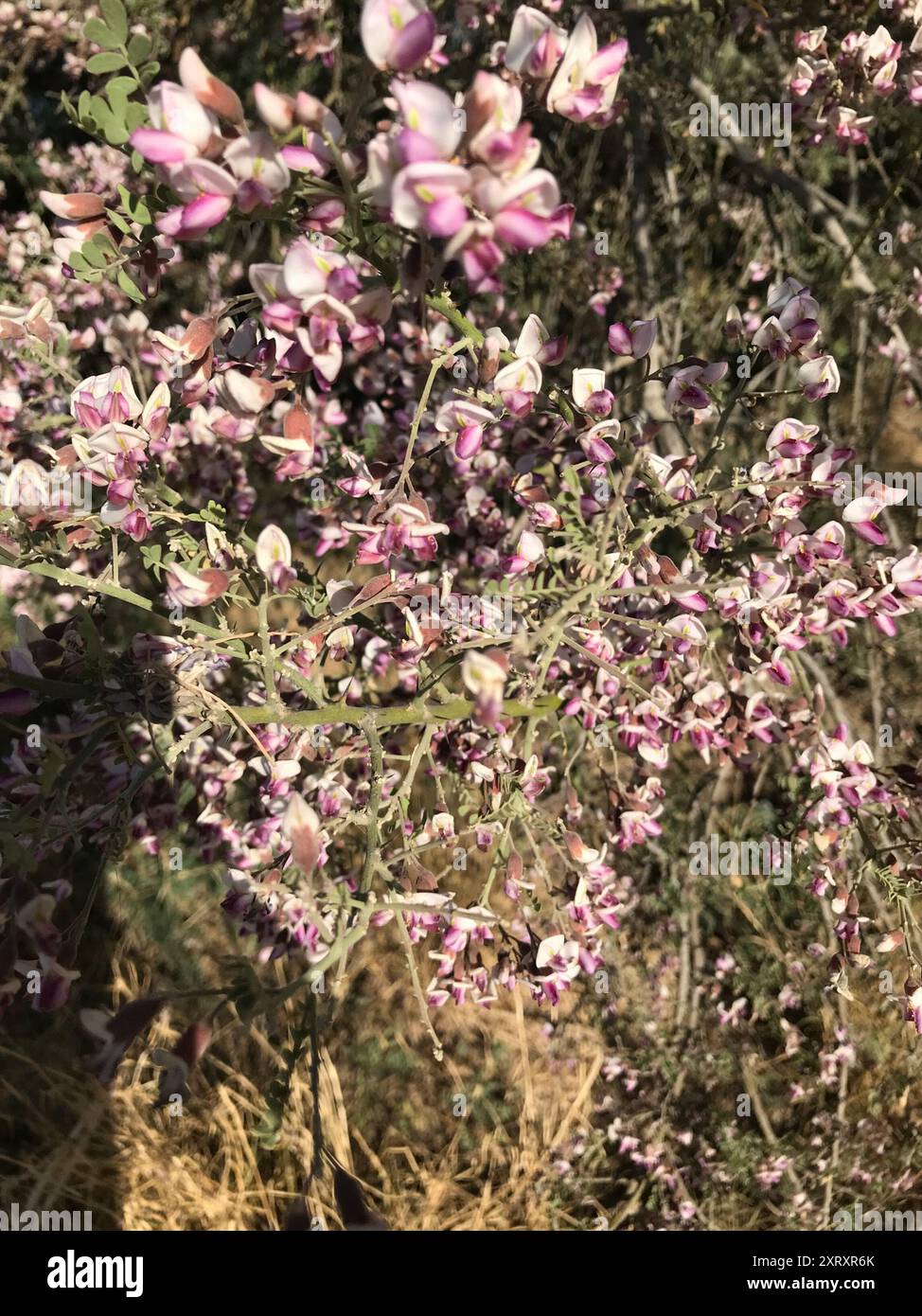 desert ironwood (Olneya tesota) Plantae Stock Photo - Alamy