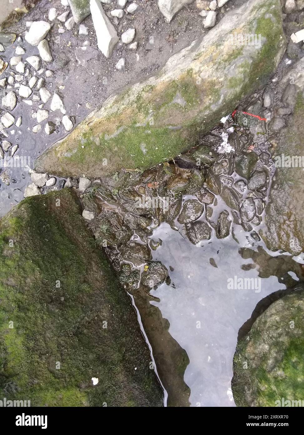 Atlantic Ribbed Mussel (Geukensia demissa) Mollusca Stock Photo - Alamy