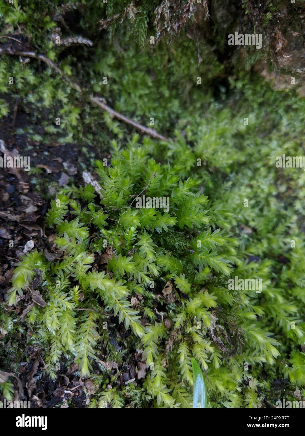 Horn Calcareous Moss (Mnium hornum) Plantae Stock Photo - Alamy