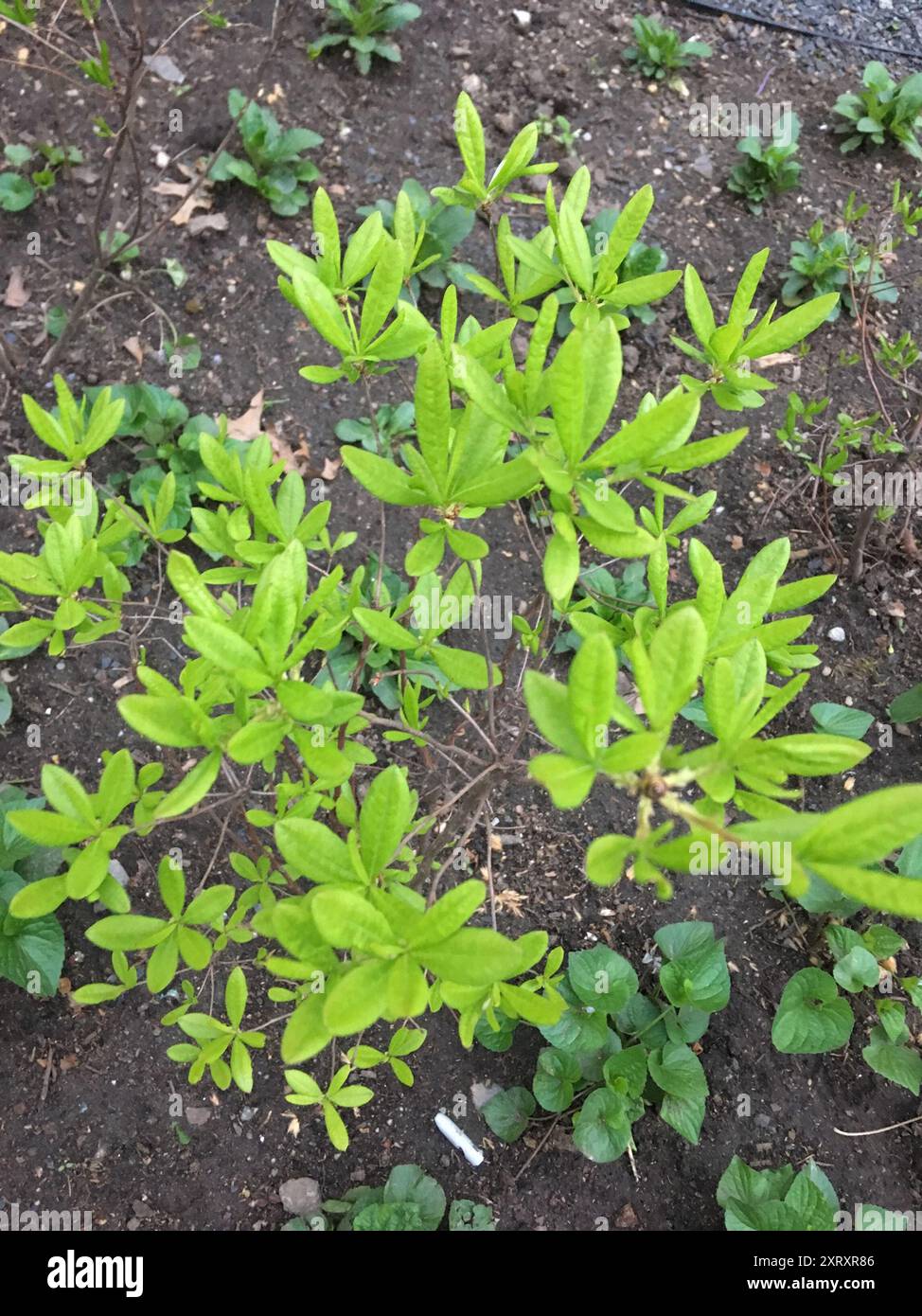 swamp azalea (Rhododendron viscosum) Plantae Stock Photo - Alamy
