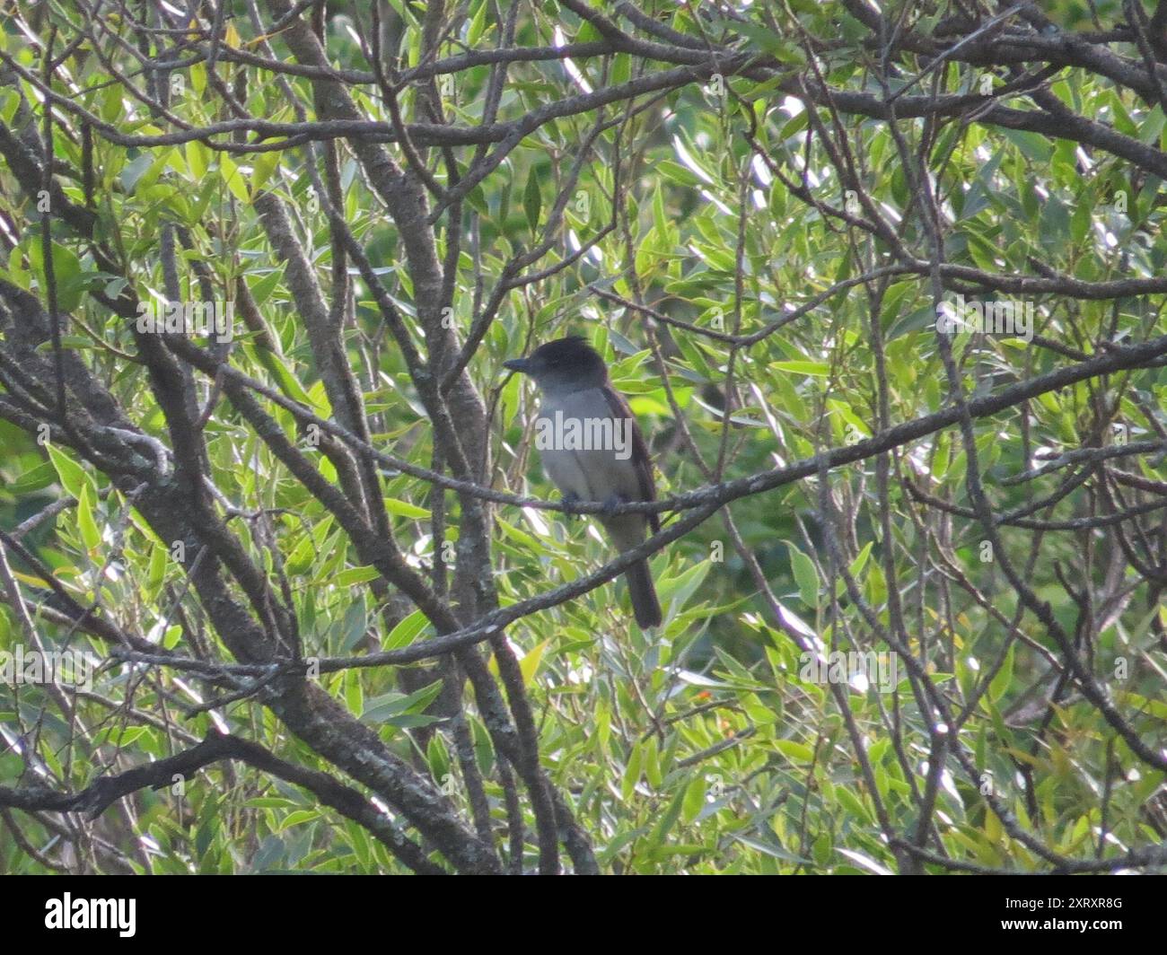 Crested Becard (Pachyramphus validus) Aves Stock Photo - Alamy