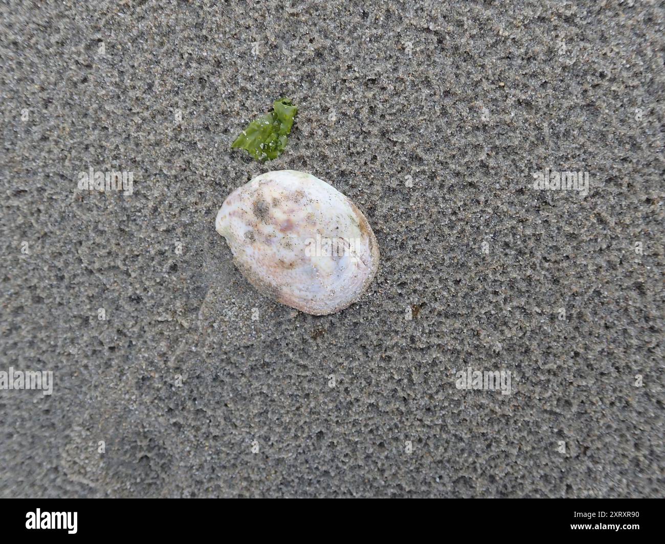 Common Atlantic Slippersnail (Crepidula fornicata) Mollusca Stock Photo ...