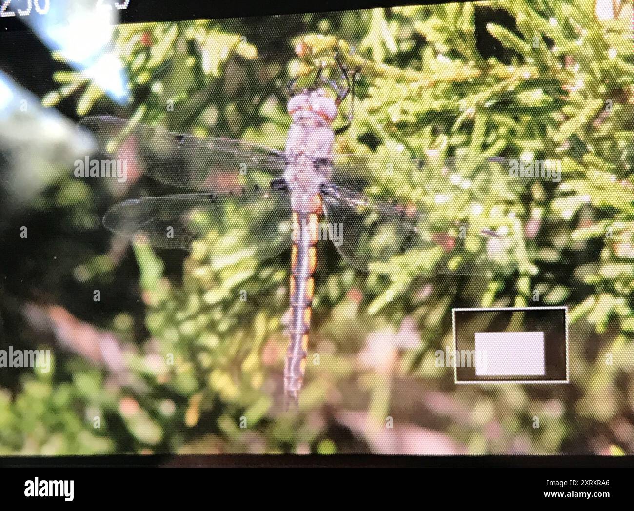 Variegated Meadowhawk (Sympetrum corruptum) Insecta Stock Photo - Alamy