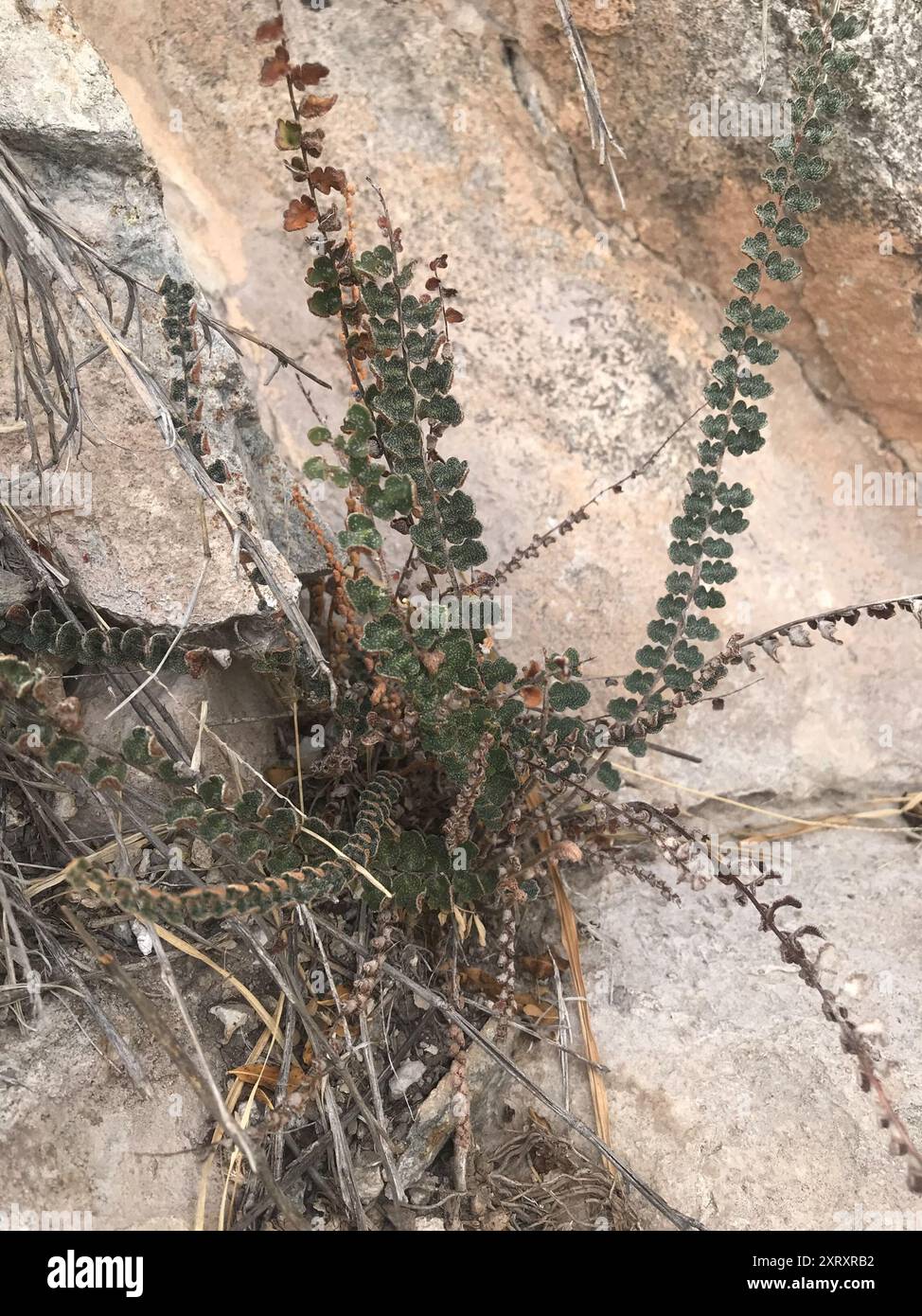 Hybrid Cloakfern (Astrolepis integerrima) Plantae Stock Photo - Alamy