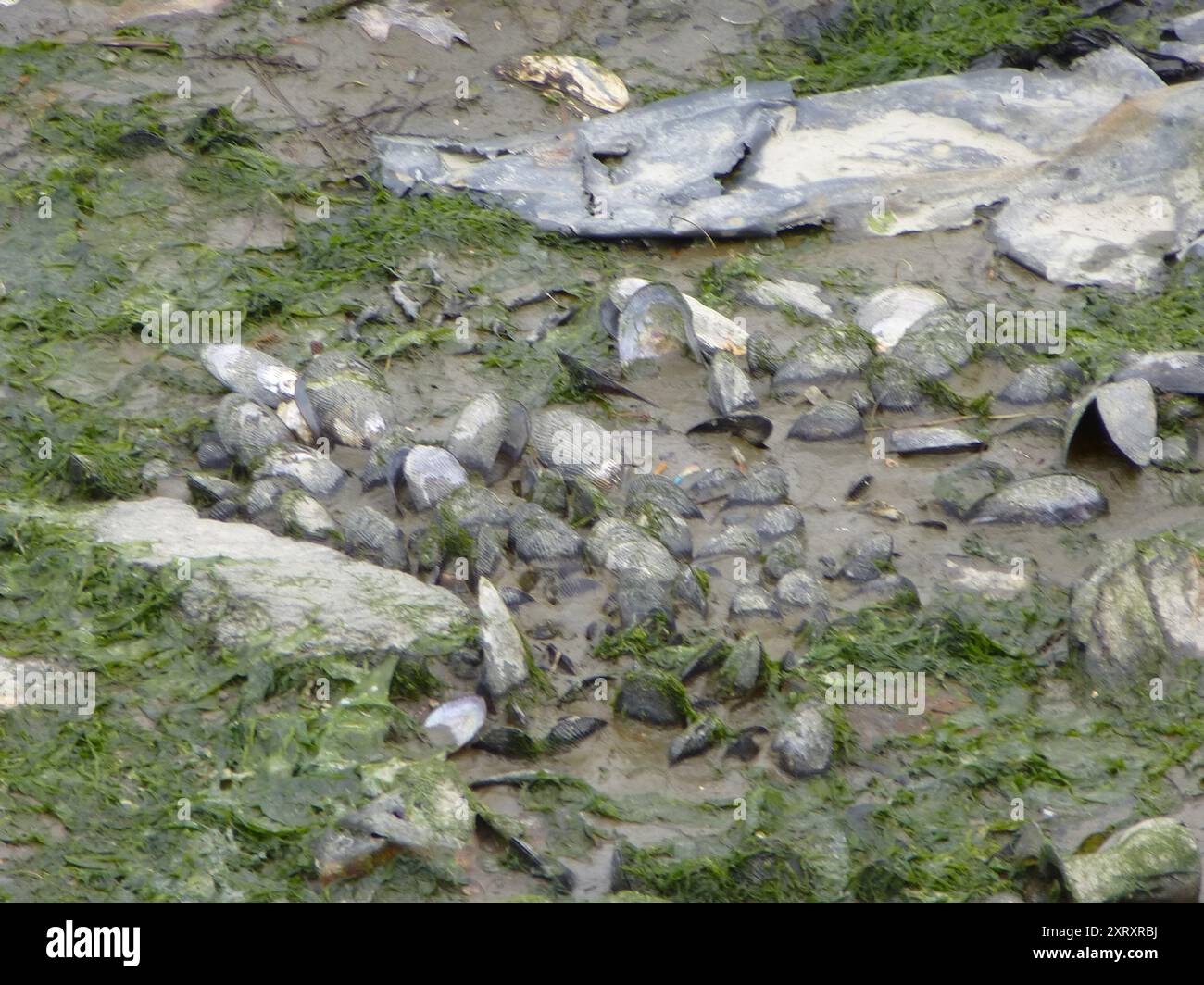 Atlantic Ribbed Mussel (Geukensia demissa) Mollusca Stock Photo - Alamy