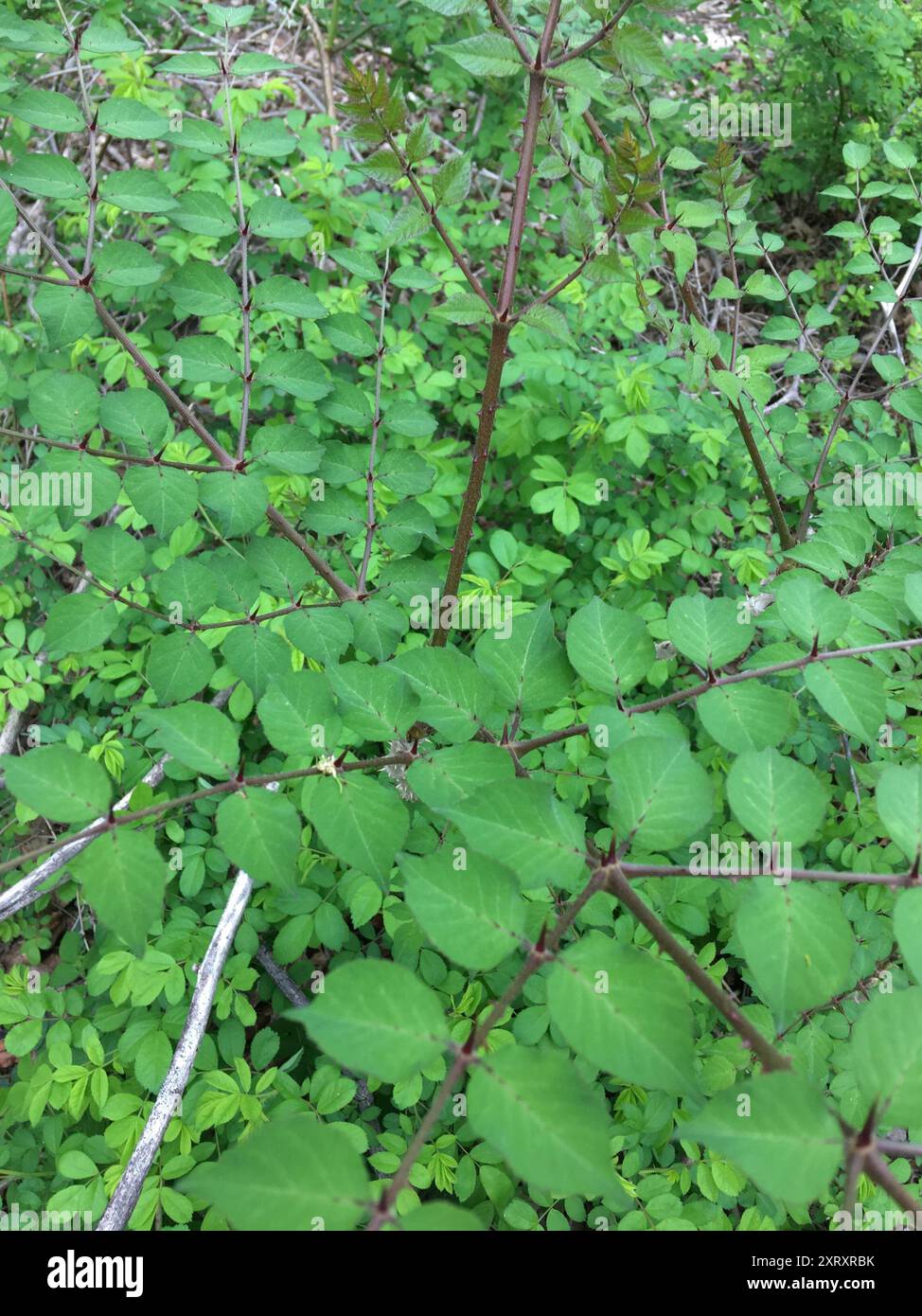 Japanese angelica tree (Aralia elata) Plantae Stock Photo - Alamy